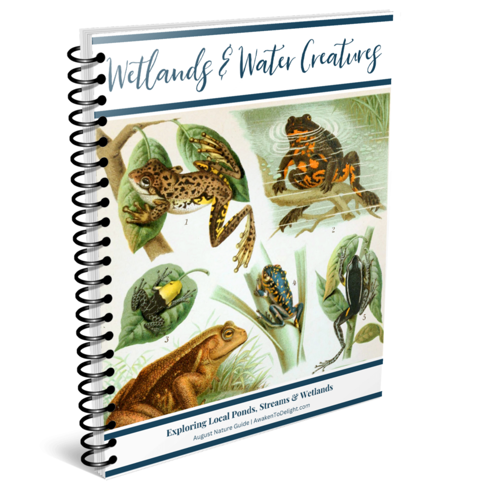 Free August Nature Study: Activities & Prompts for Your Homeschool ...