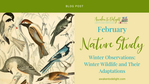 Free February Nature Study - Activities and Prompts for Your Homeschool ...